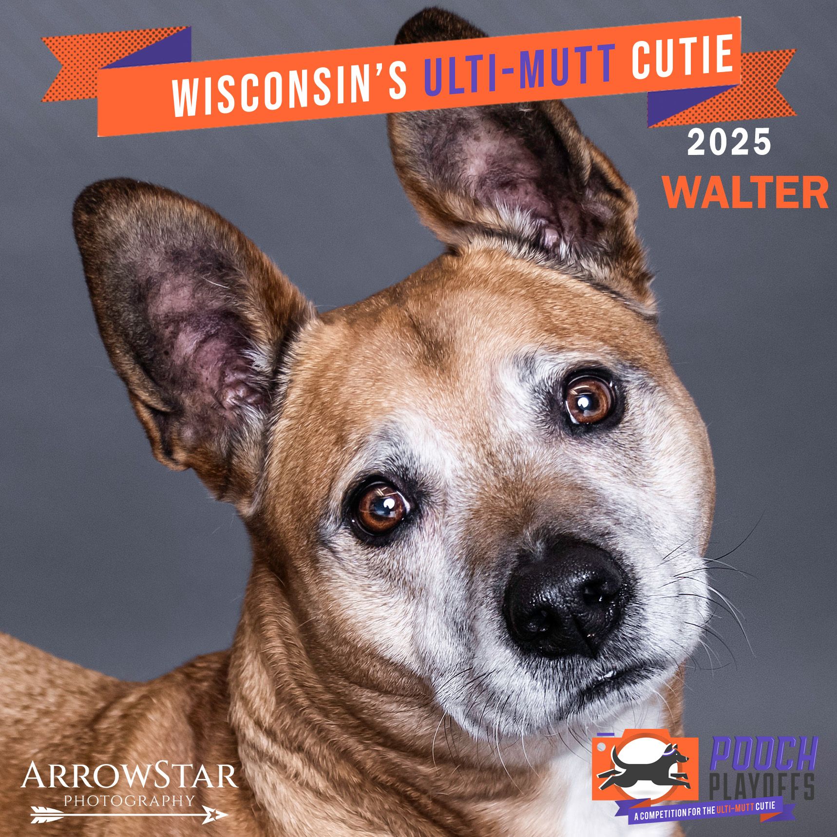 Pooch Playoffs 2025 - ArrowStar Photography