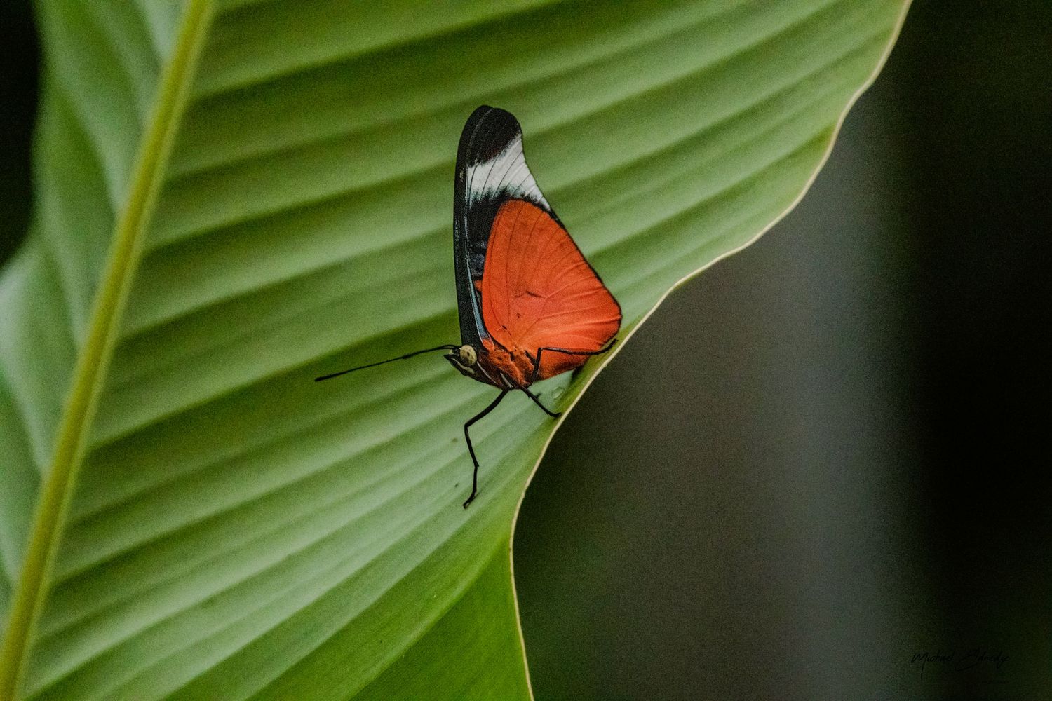 Every Dollar Counts: Inside My Conservation Fundraiser - Michael Eldredge Photography
