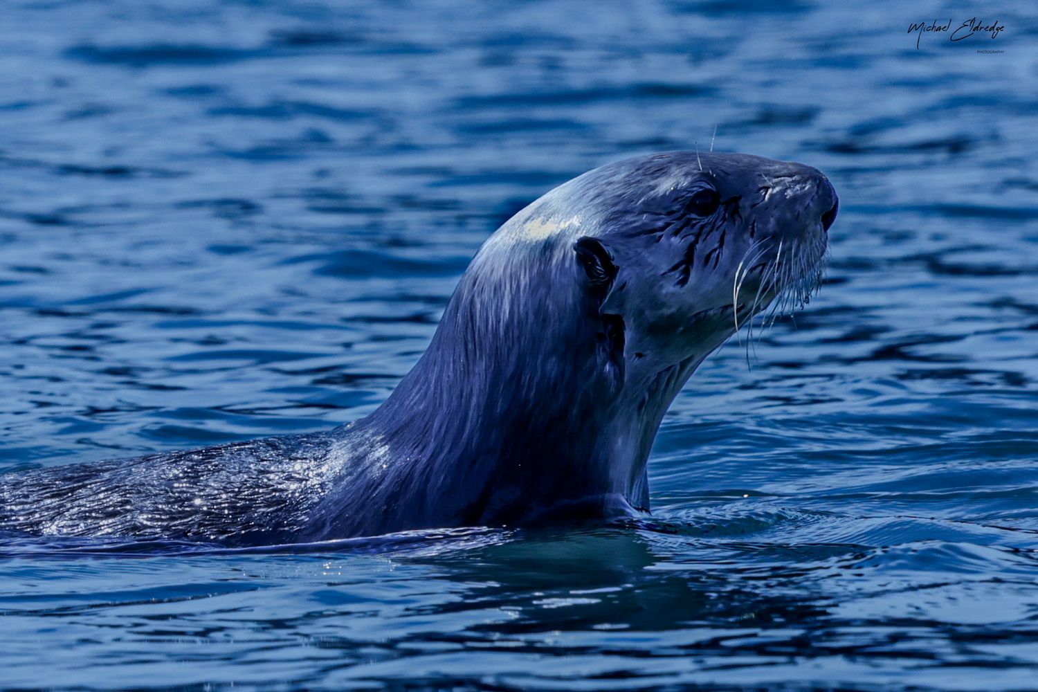 The Monterey Collection - Michael Eldredge Photography