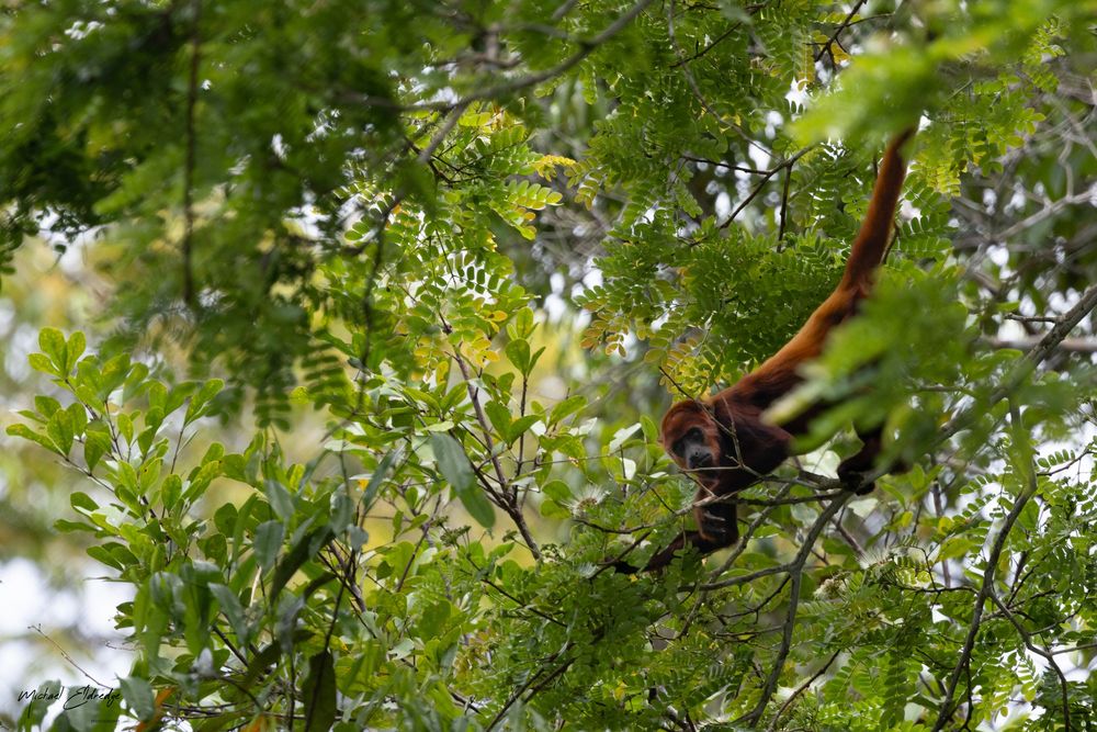 The Amazon Collection - Michael Eldredge Photography