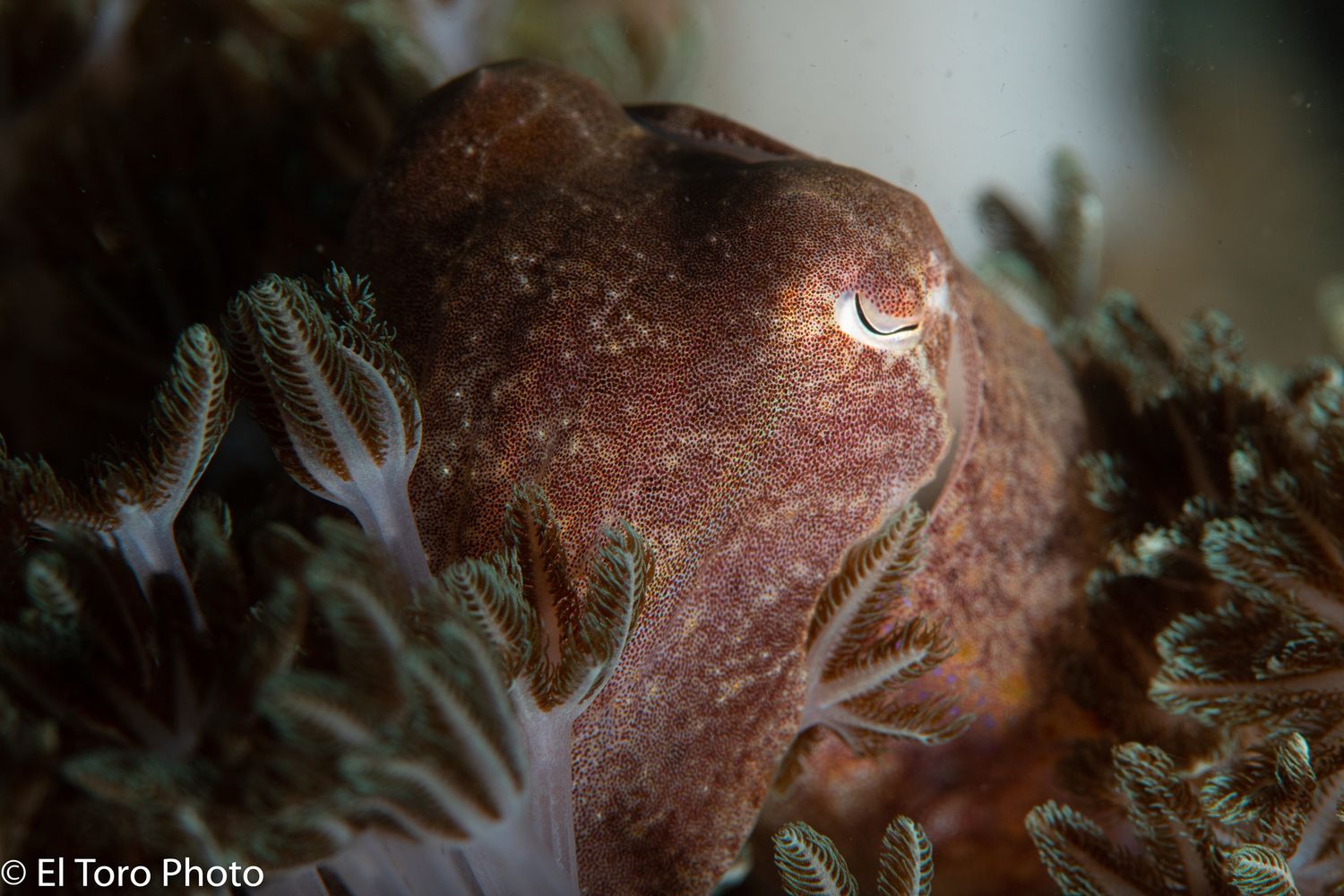 Octopus, Squids, & Cuttlefish - El Toro Photo