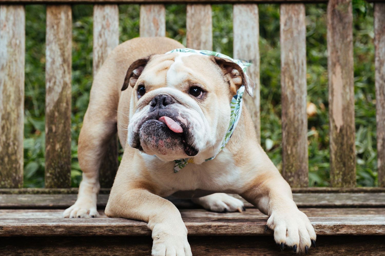 Can a reactive, shy, or anxious dog still have a photoshoot?
