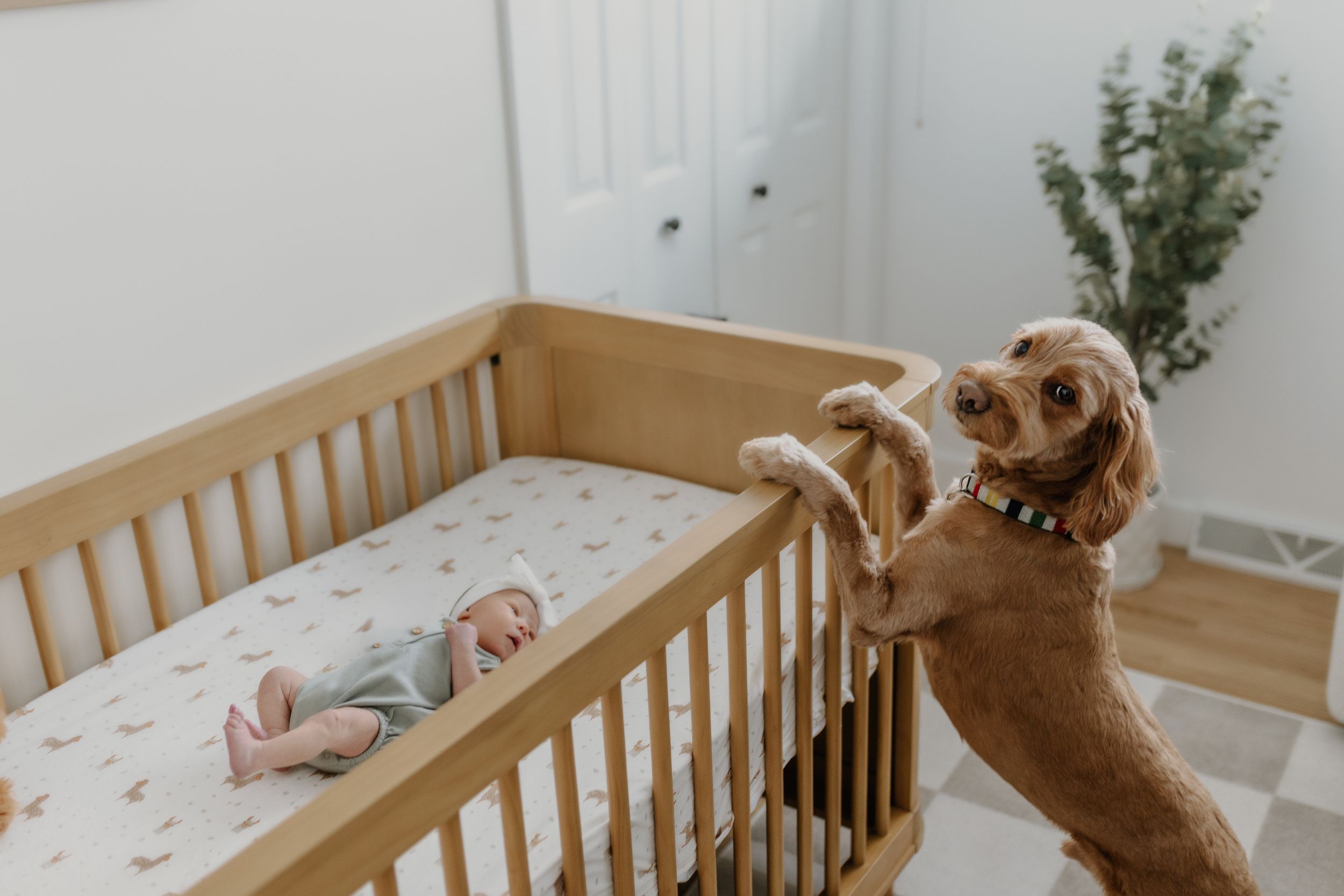 Agata Cameron Photography, Calgary Family Photographer, Calgary Newborn ...