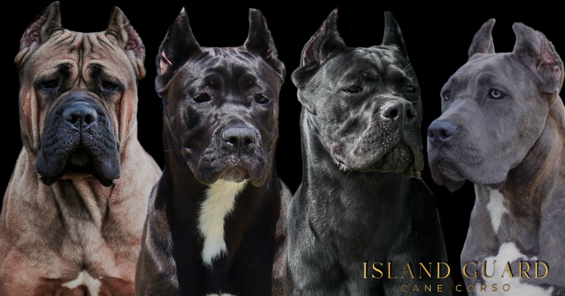 THE CANE CORSO - Island Guard Kennels