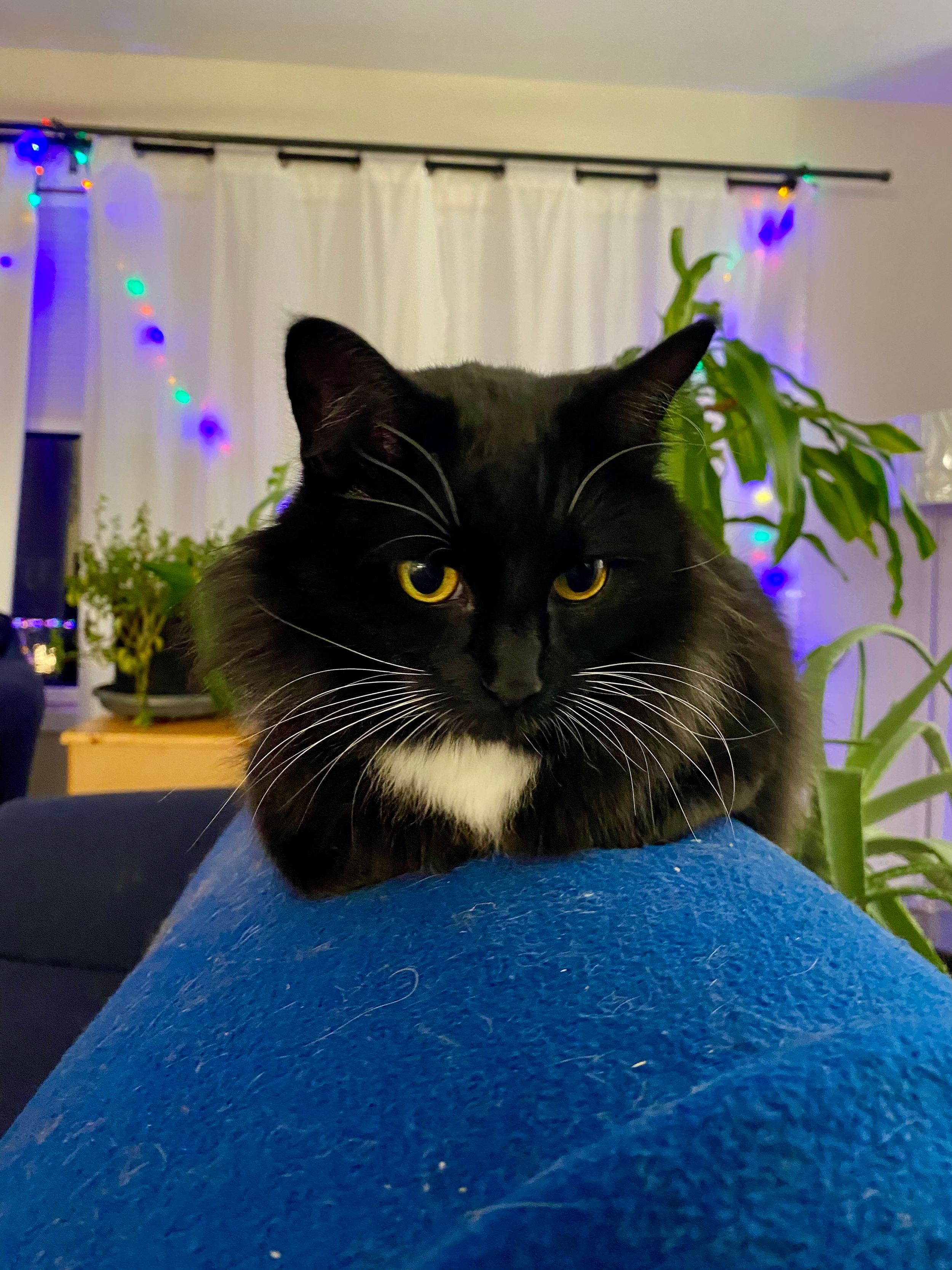 Sienna - PA Valley Cats