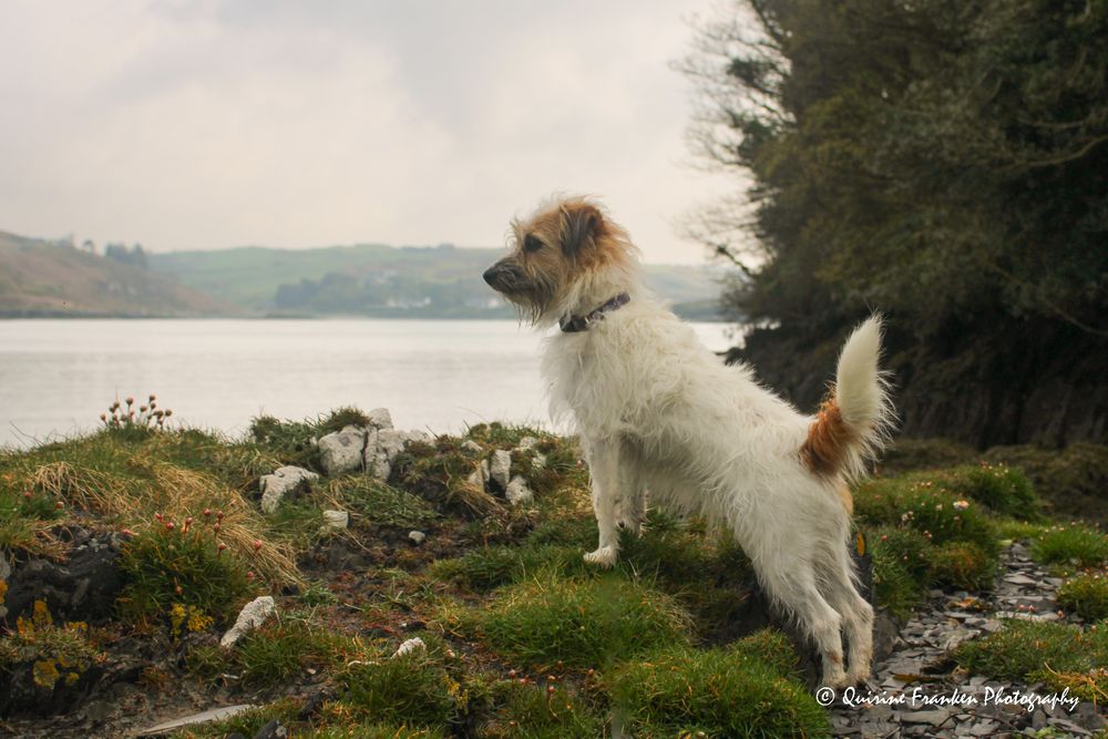 16 Best dog-friendly walking places to do a photoshoot in West Cork ...