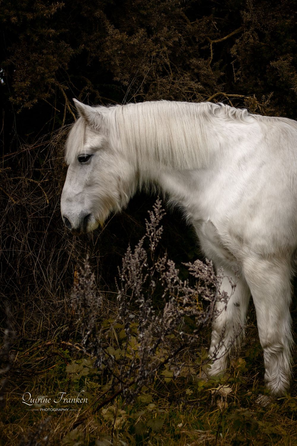 Why Grey Ponies Are Made for Portrait Photography; A Horse Photographer ...