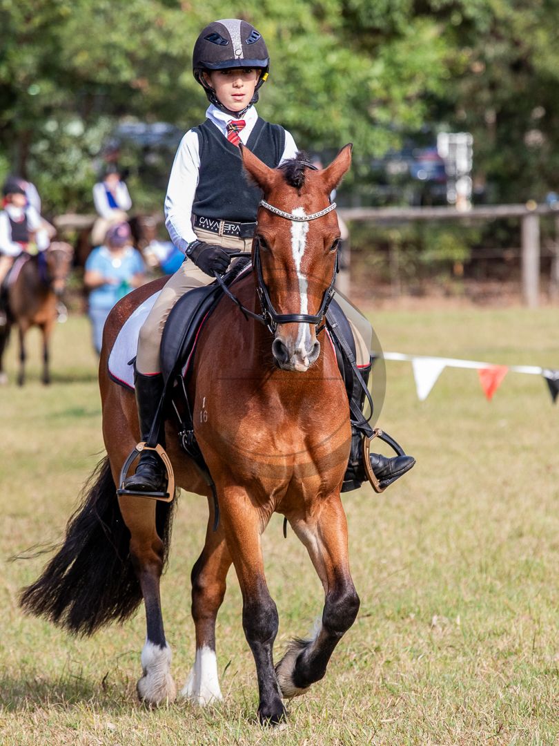 Equestrian - SightLine Photography