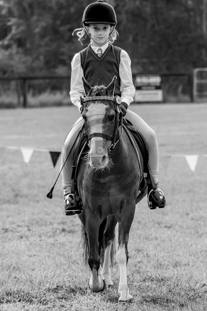 Equestrian - SightLine Photography