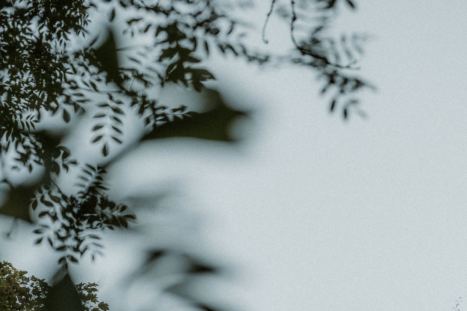 danielle watt film + photo