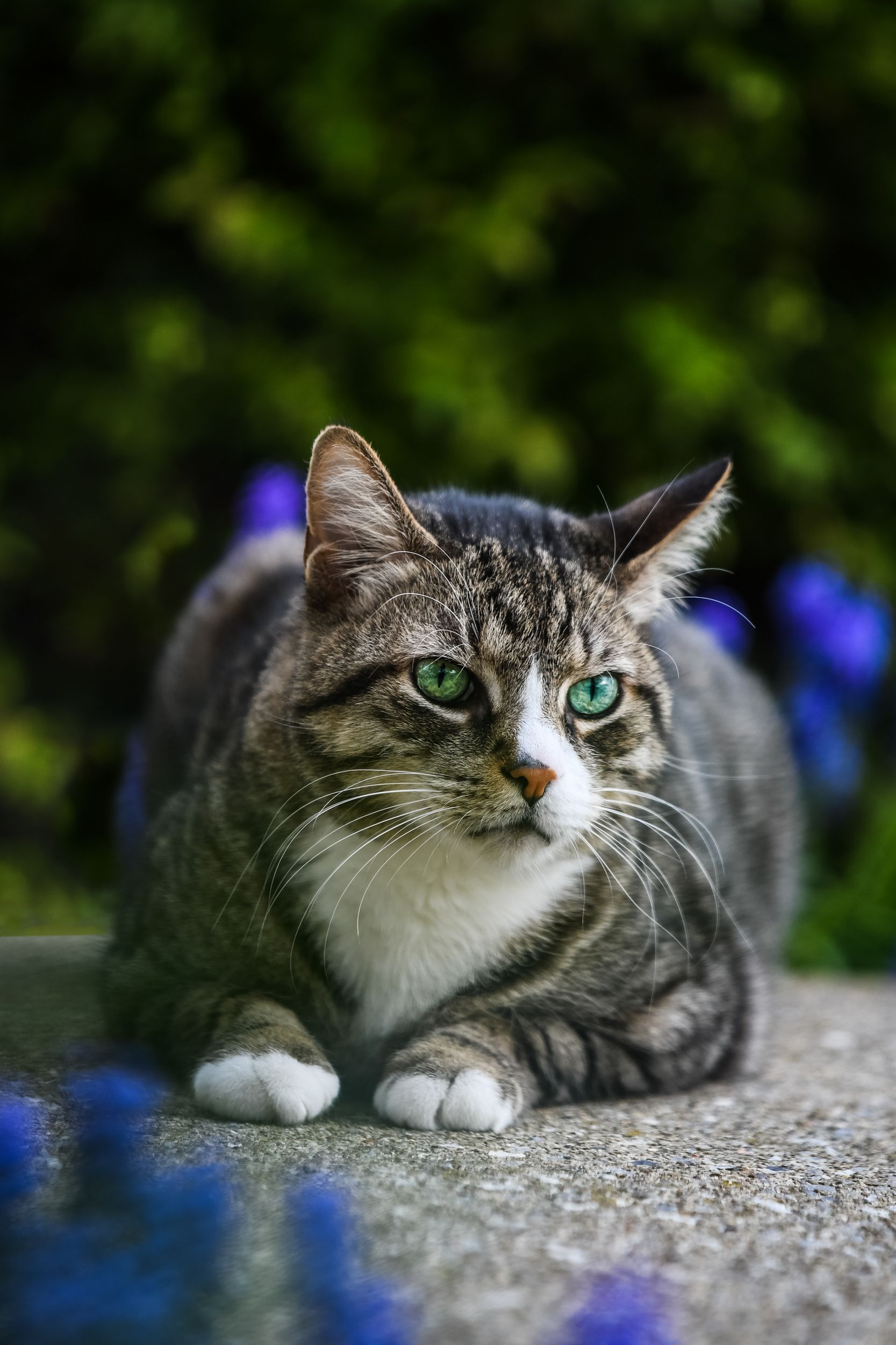 Buffalo Pet Portrait Photographer - Buffalo, WNY Horse and Pet ...