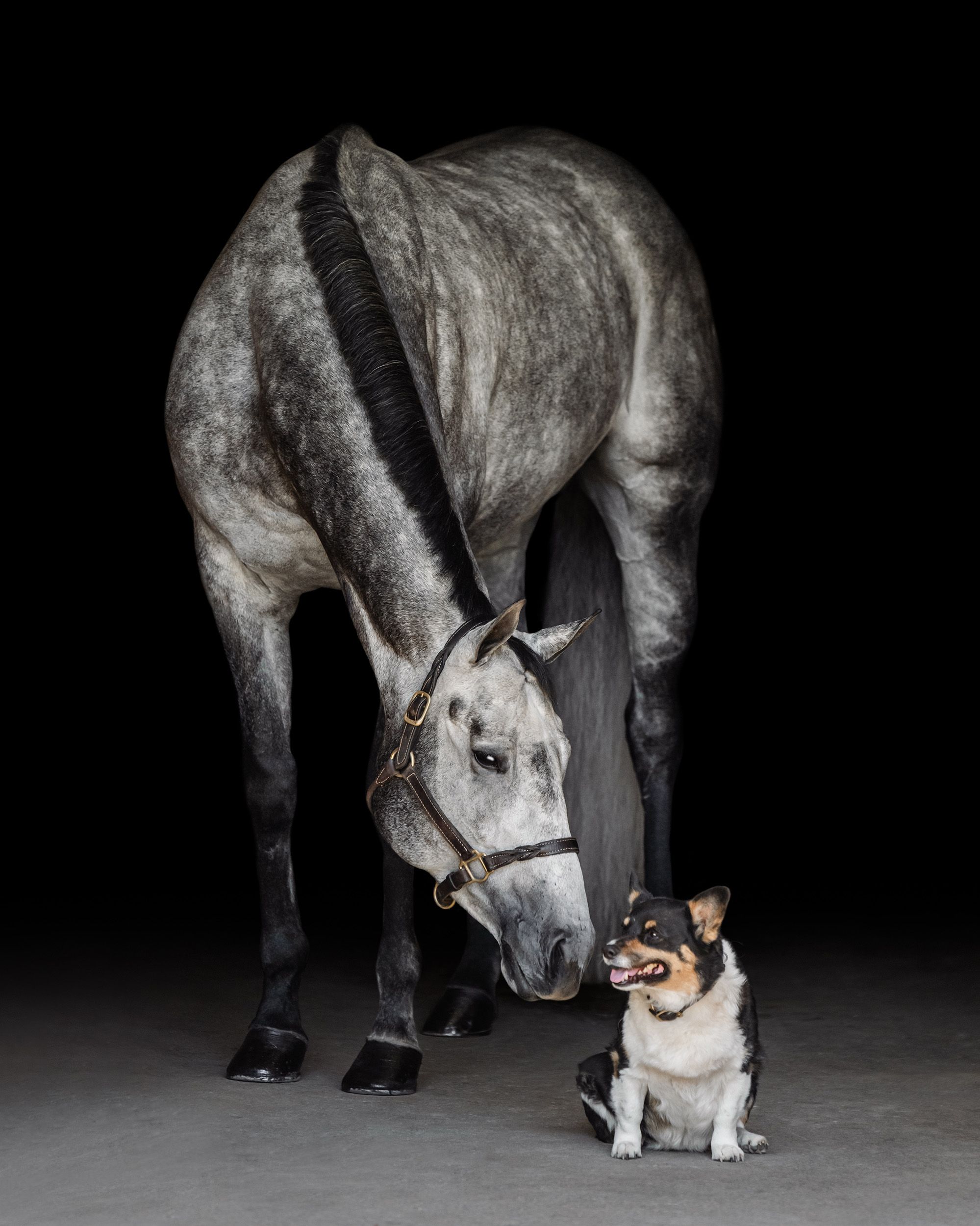 Buffalo, WNY Horse and Pet Photographer | Jordan Testa Photography