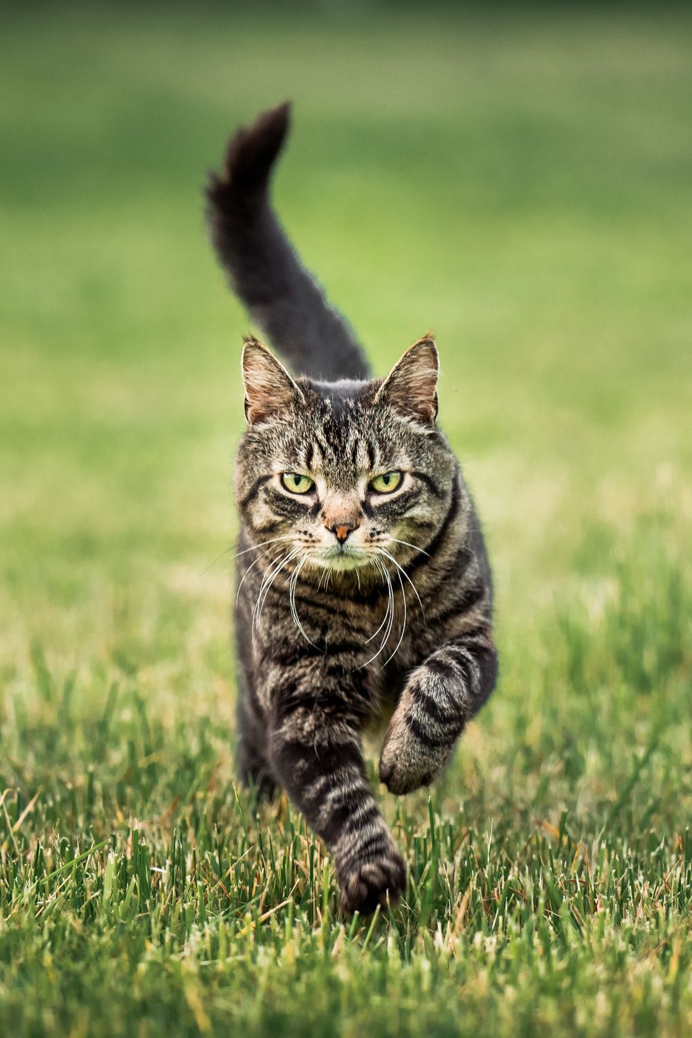 Buffalo Pet Portrait Photographer - Buffalo, WNY Horse and Pet ...