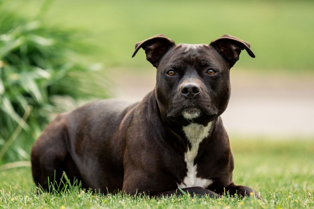 Buffalo Pet Portrait Photographer - Buffalo, WNY Horse and Pet ...