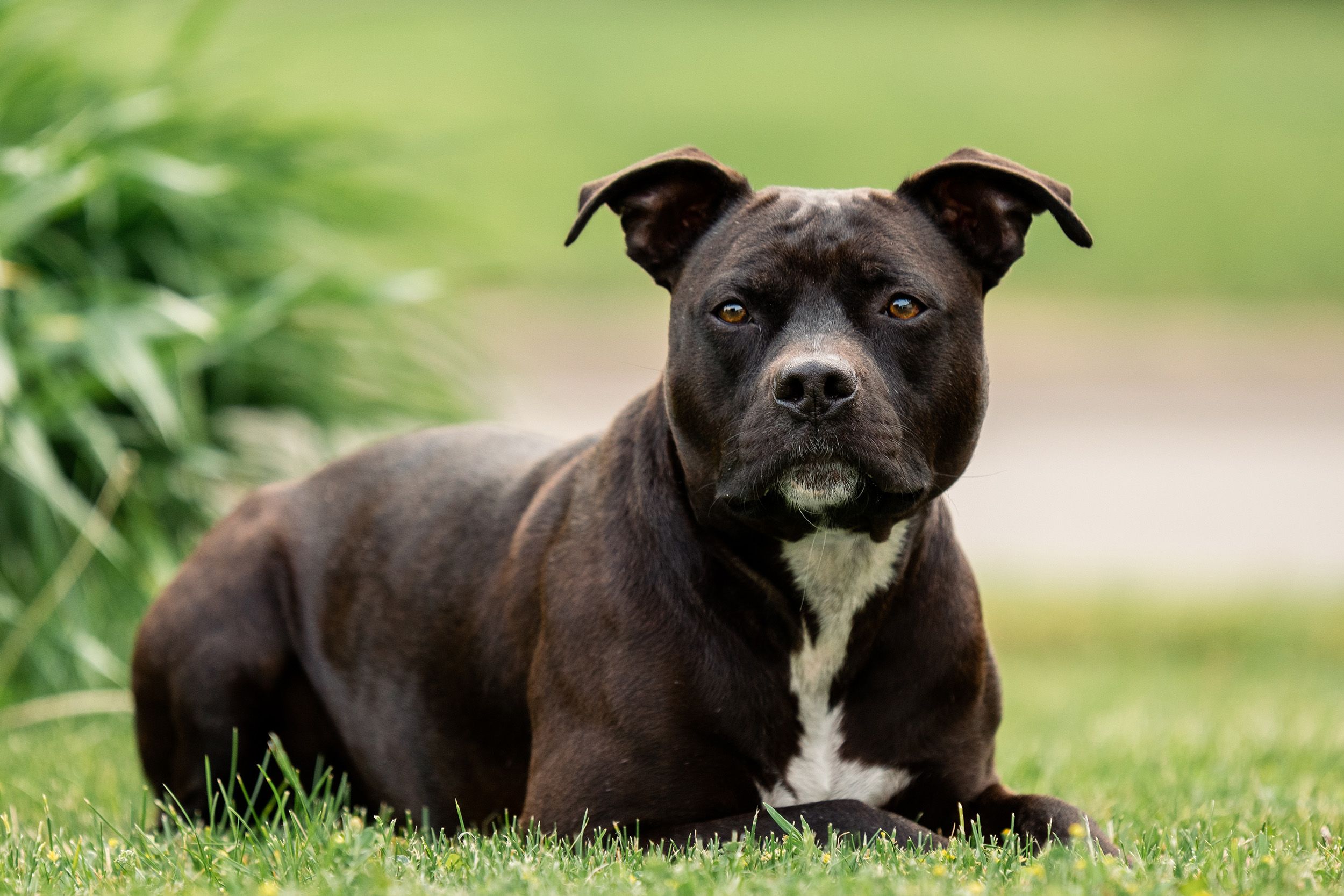 Buffalo Pet Portrait Photographer - Buffalo, WNY Horse and Pet ...