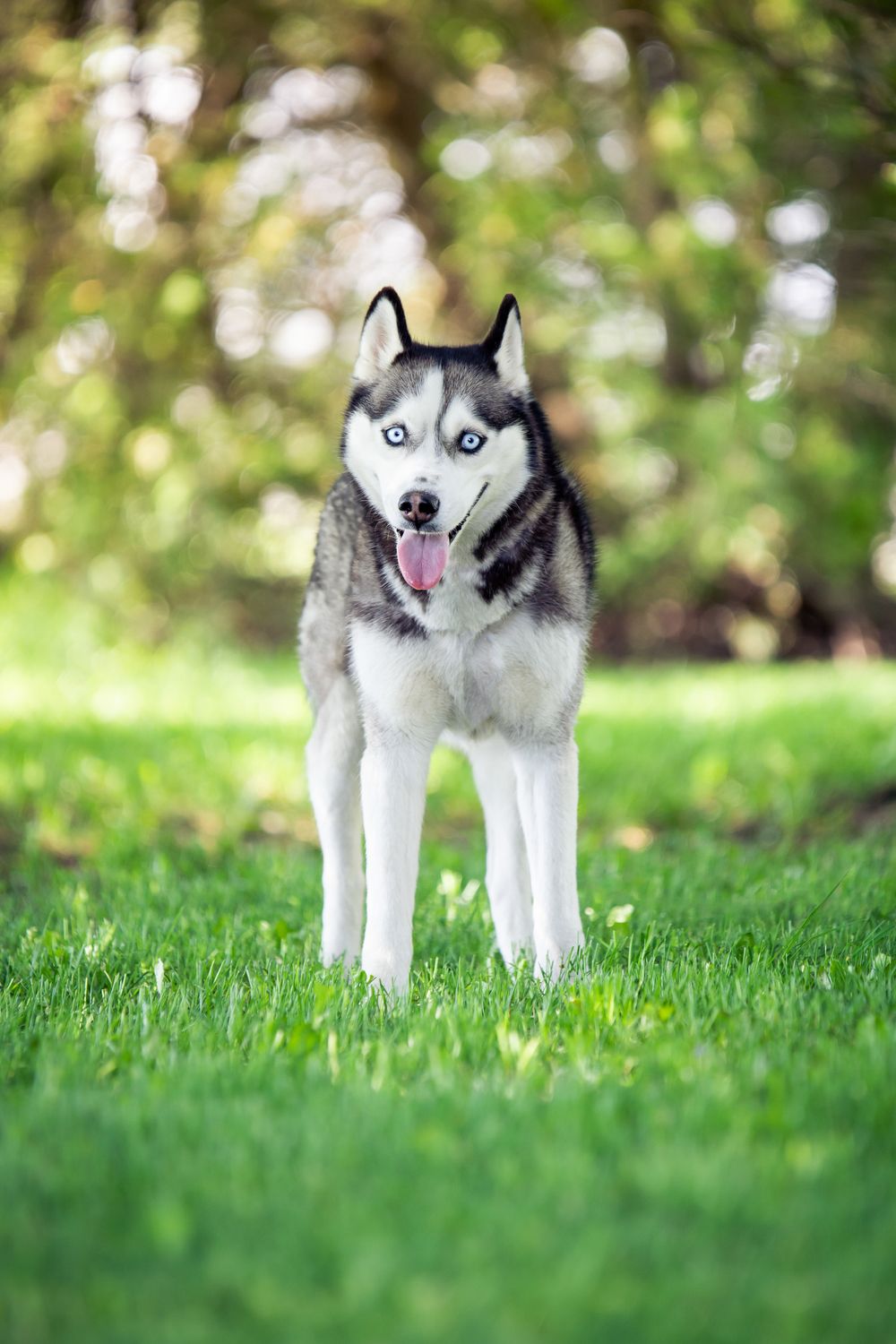 Buffalo Pet Portrait Photographer - Buffalo, WNY Horse and Pet ...