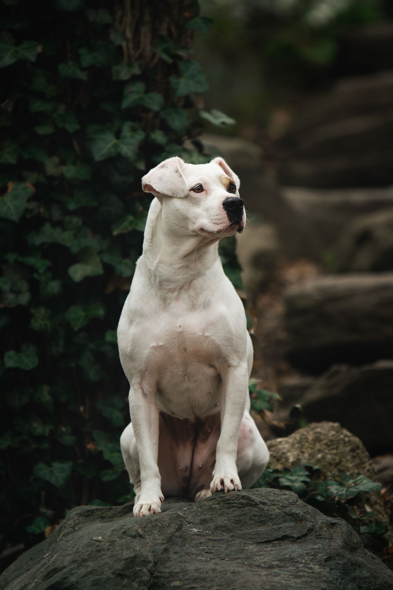 Buffalo Pet Portrait Photographer - Buffalo, WNY Horse and Pet ...