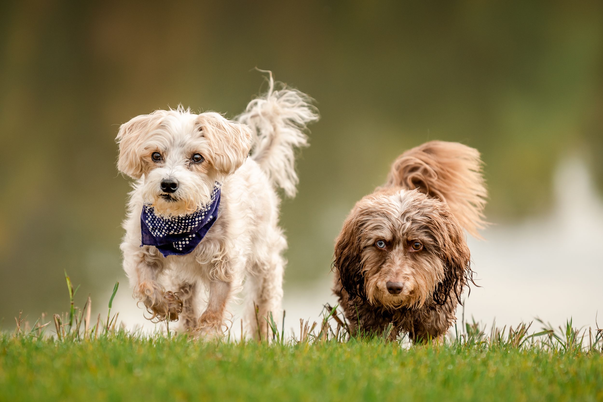 Buffalo Pet Portrait Photographer - Buffalo, WNY Horse and Pet ...