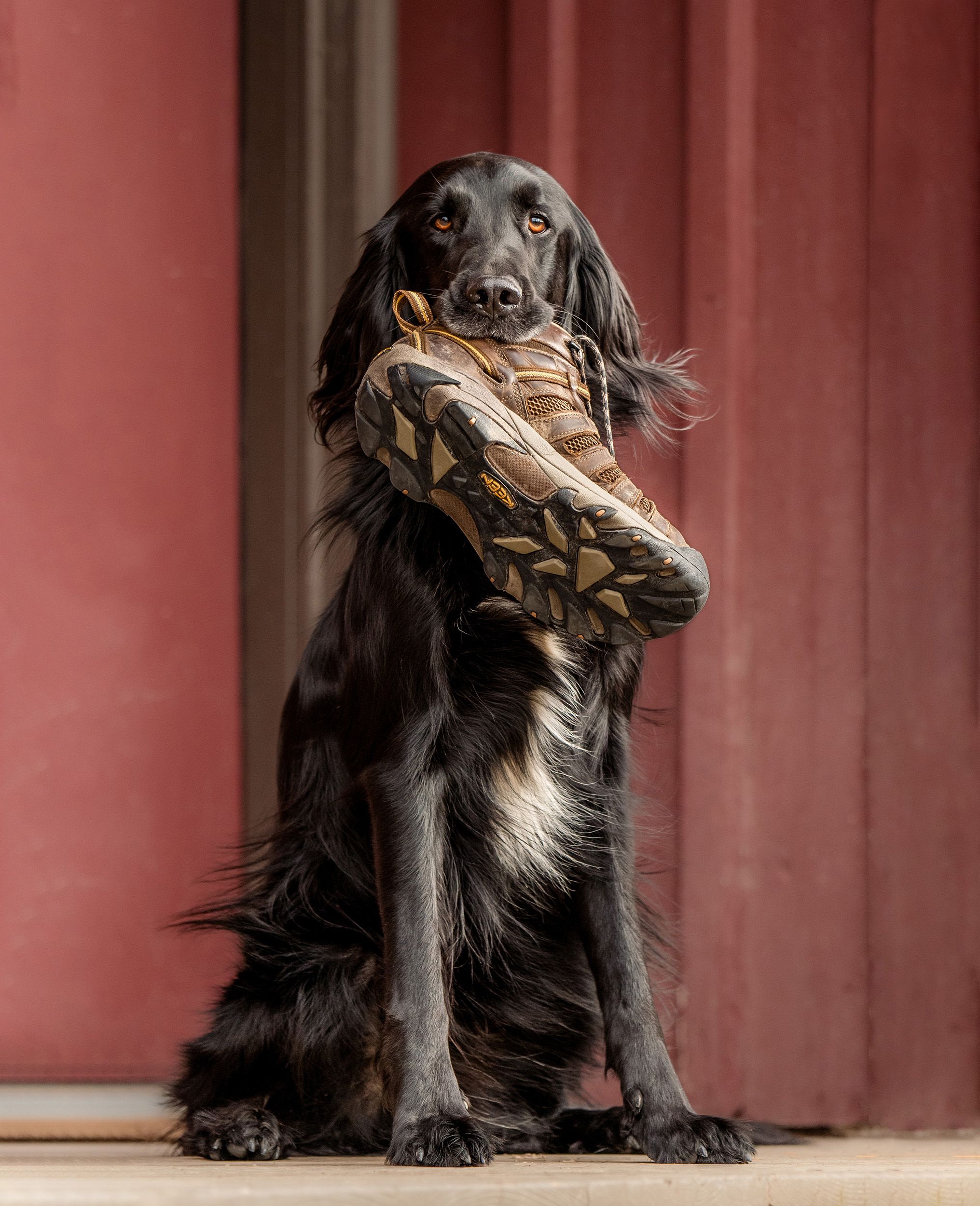 Buffalo Pet Portrait Photographer - Buffalo, WNY Horse and Pet ...