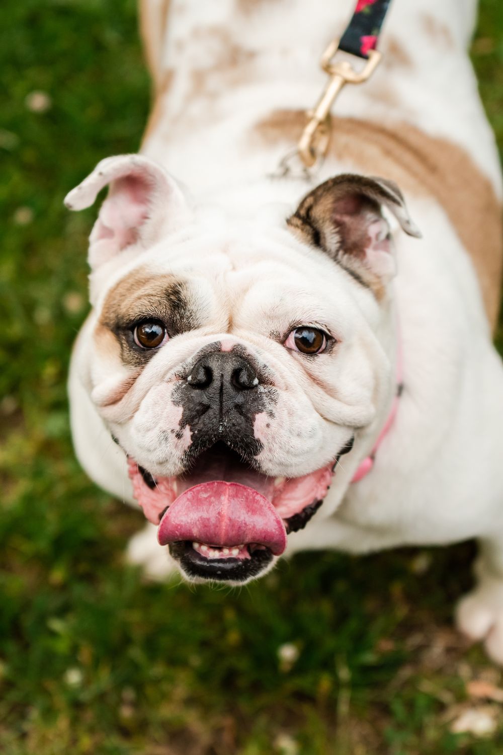 Buffalo Pet Portrait Photographer - Buffalo, WNY Horse and Pet ...