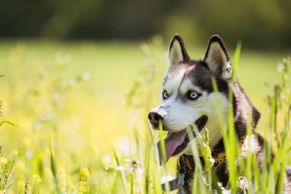 Buffalo Pet Portrait Photographer - Buffalo, WNY Horse and Pet ...