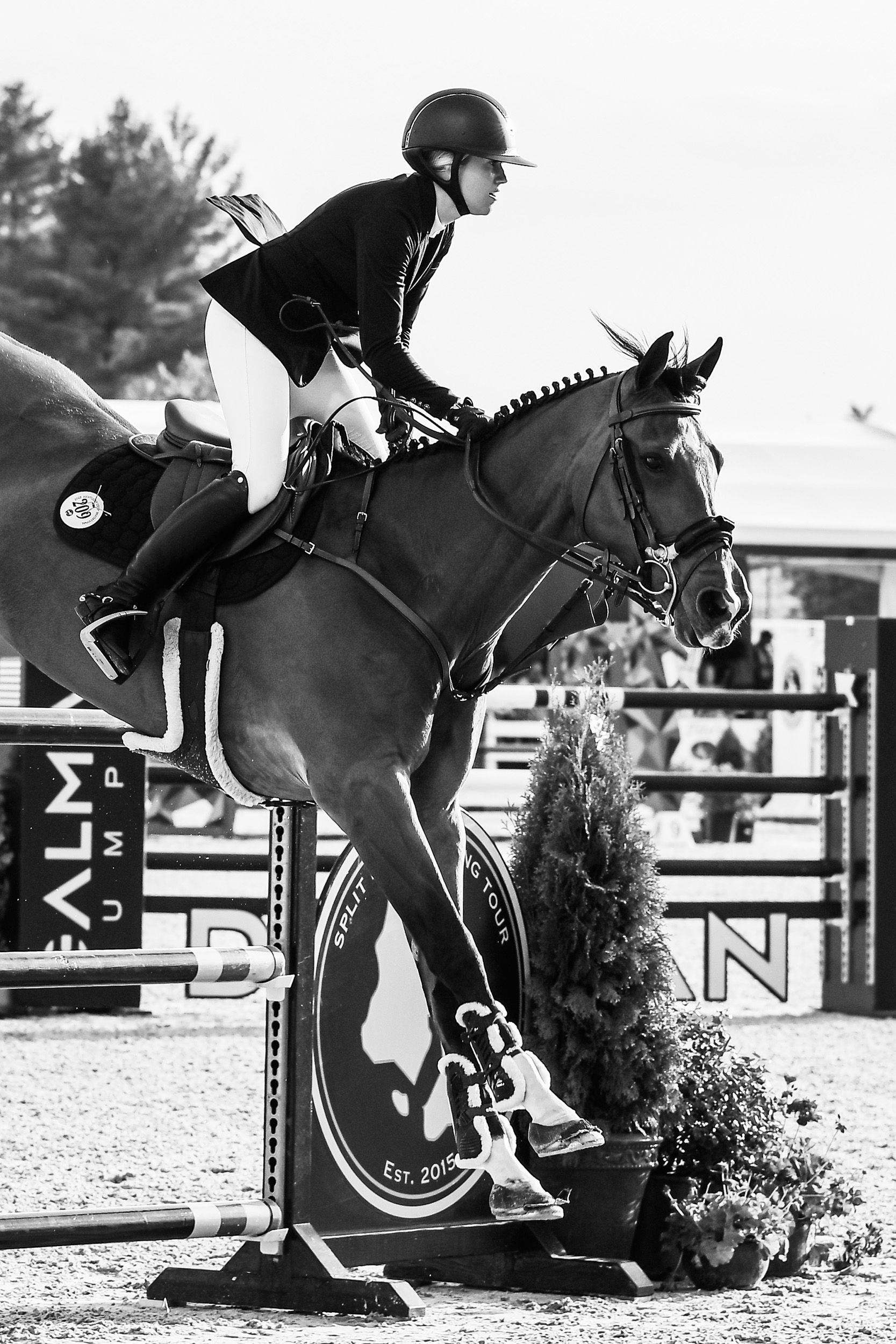 Buffalo and WNY Horse Show Photographer - Buffalo, WNY Horse and Pet ...