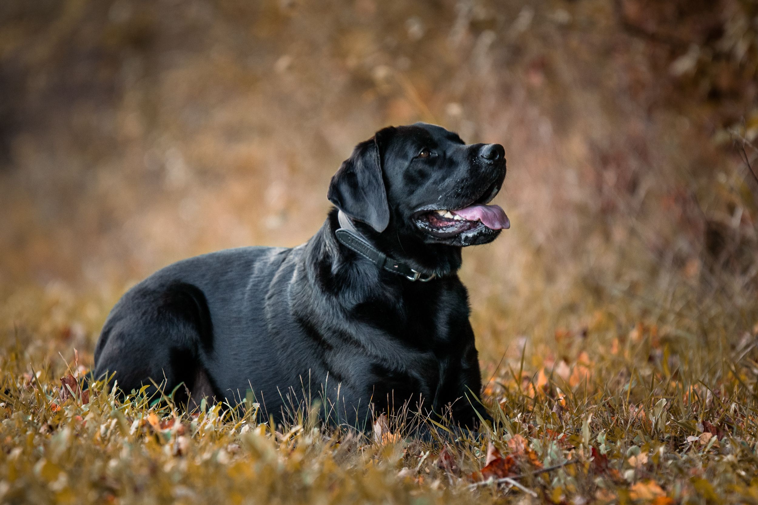 Buffalo Pet Portrait Photographer - Buffalo, WNY Horse and Pet ...