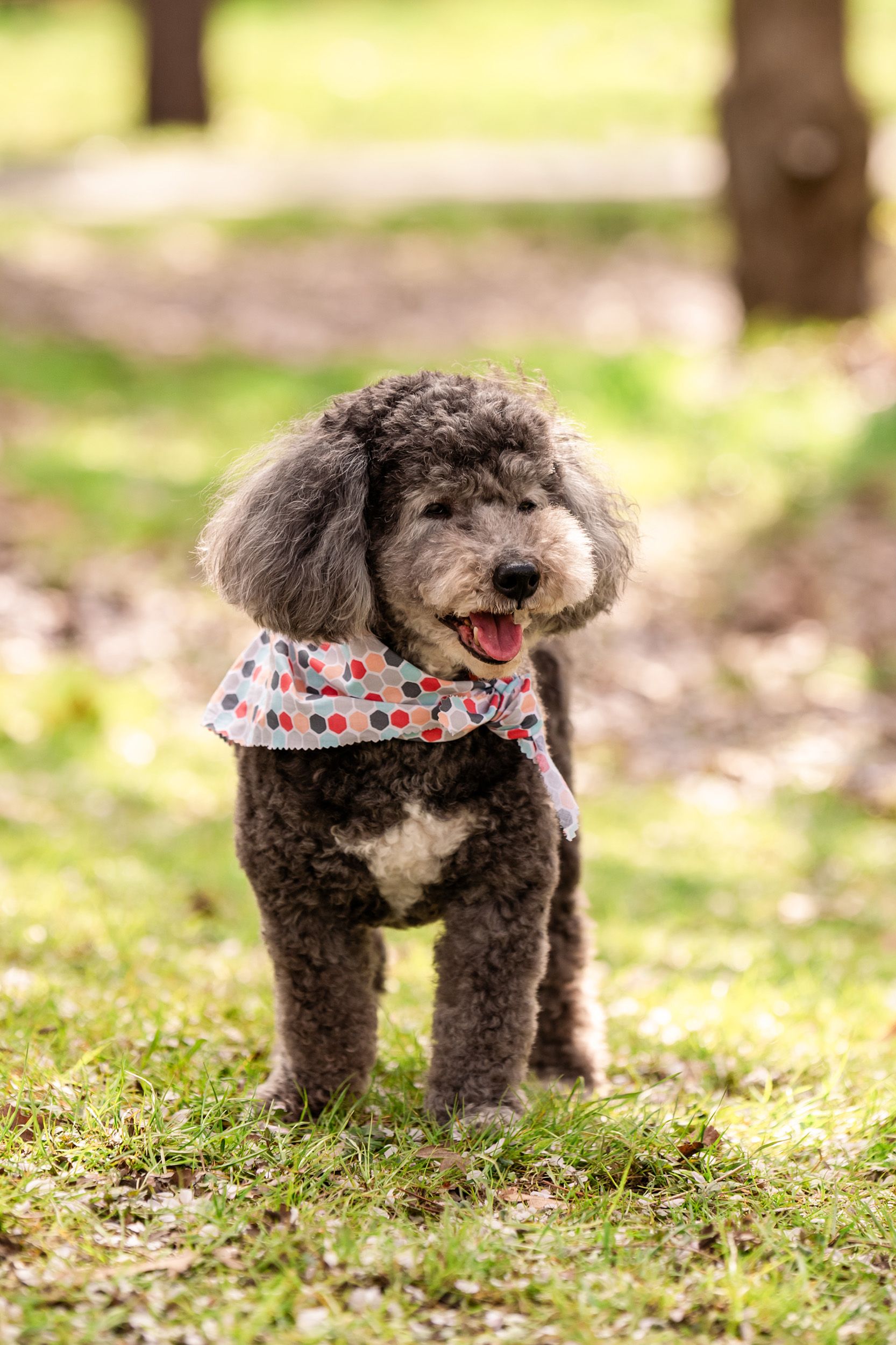 Buffalo, WNY Horse and Pet Photographer | Jordan Testa Photography