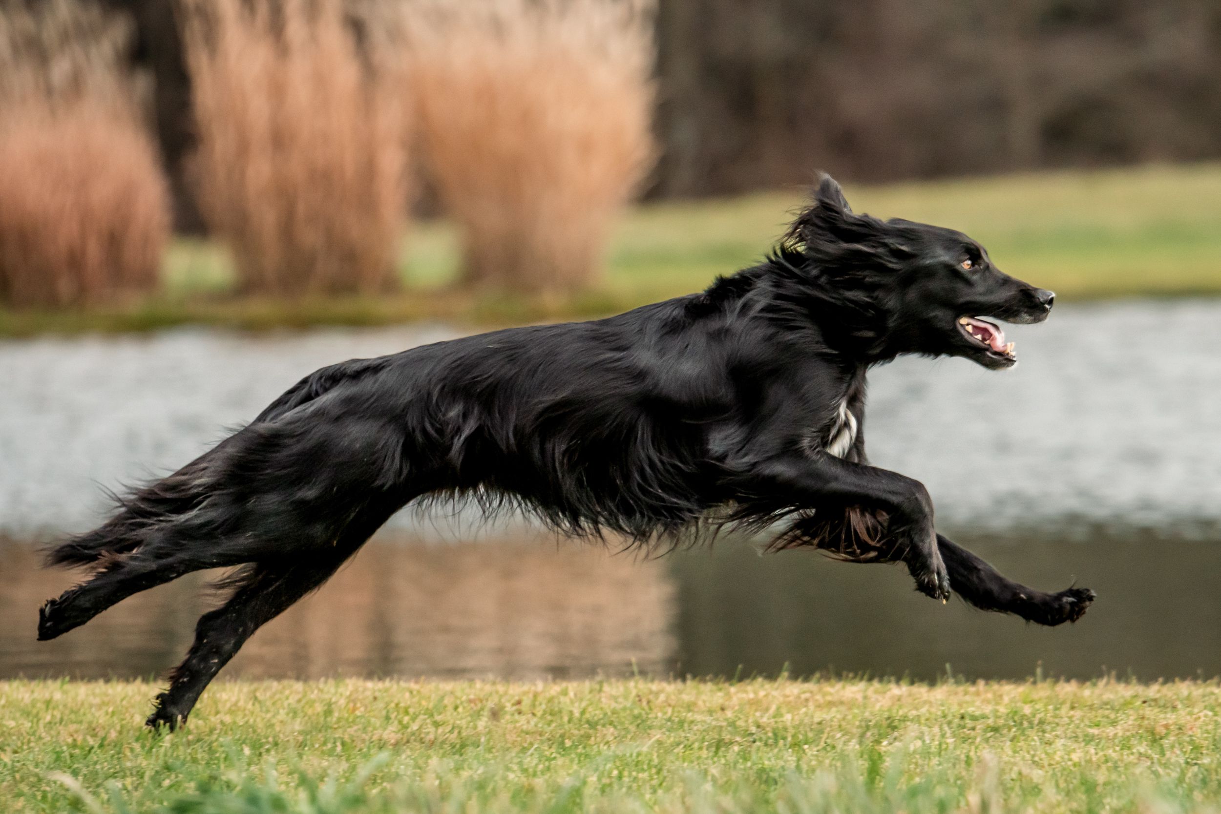 Buffalo Pet Portrait Photographer - Buffalo, WNY Horse and Pet ...
