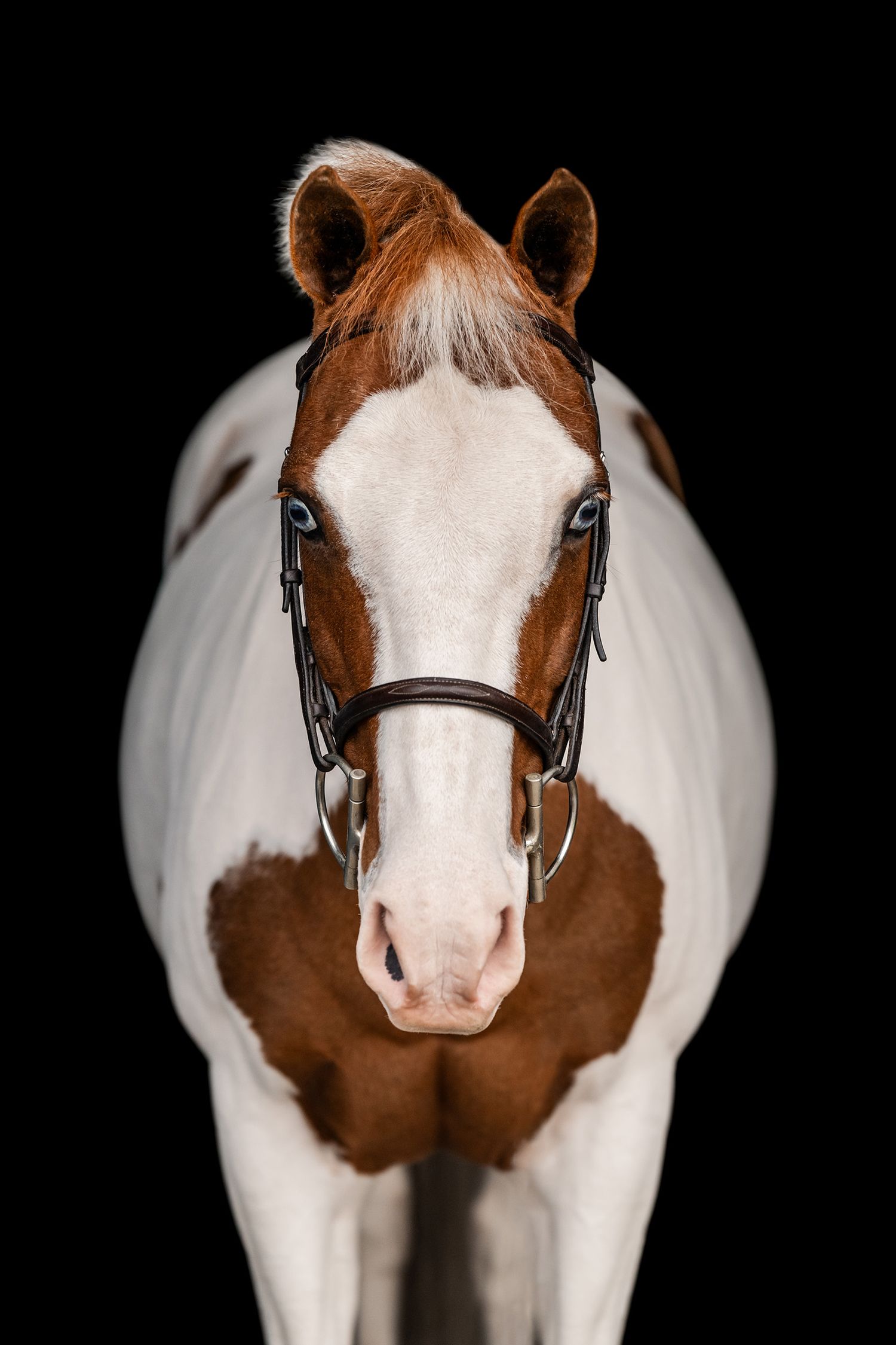 Buffalo, WNY Horse and Pet Photographer | Jordan Testa Photography