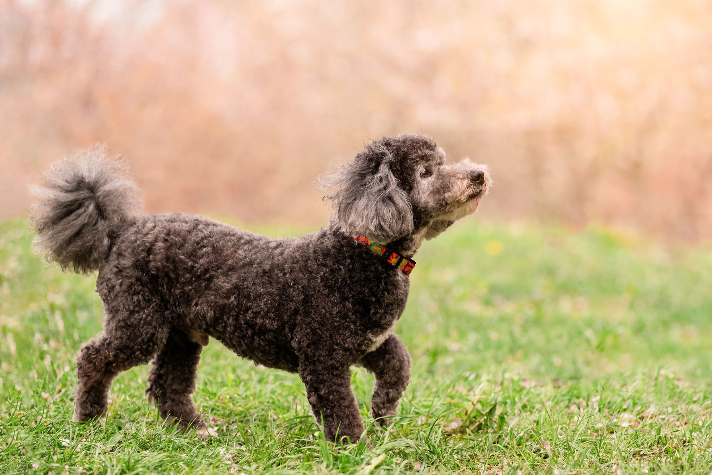 Buffalo Pet Portrait Photographer - Buffalo, WNY Horse and Pet ...