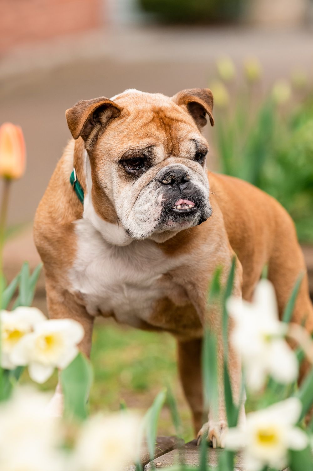 Buffalo Pet Portrait Photographer - Buffalo, WNY Horse and Pet ...