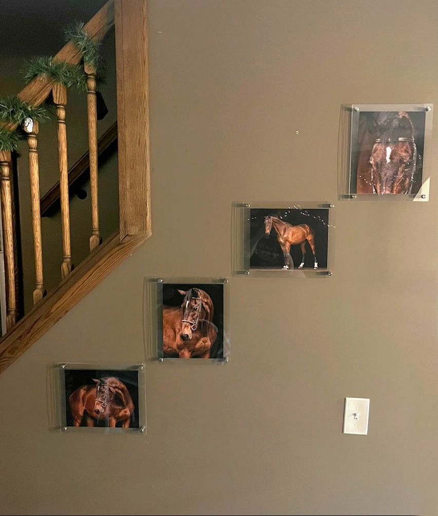 Buffalo, WNY Horse and Pet Photographer | Jordan Testa Photography
