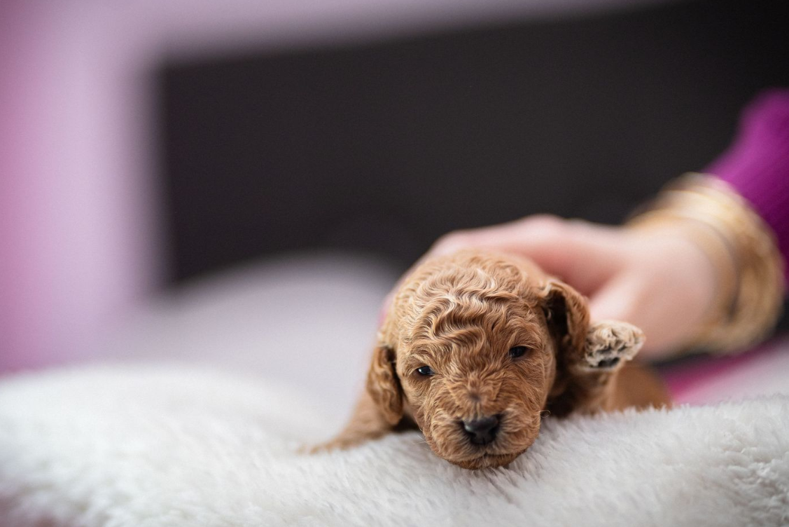 Canine Cuddle Cafe - Poppy's Perfect Pups - dog daycare, boarding and ...