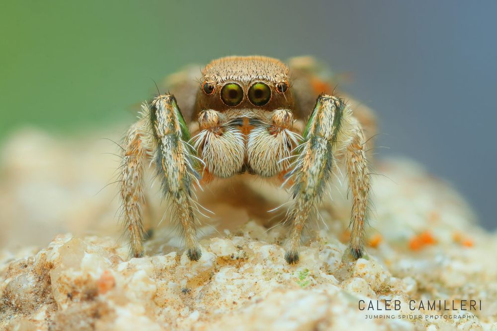 Jumping Spider Photography