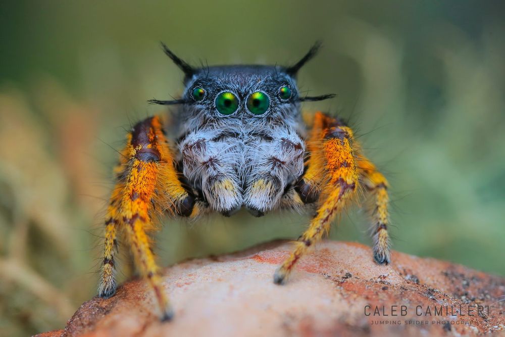Jumping Spider Photography
