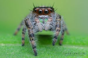 Jumping Spider Photography