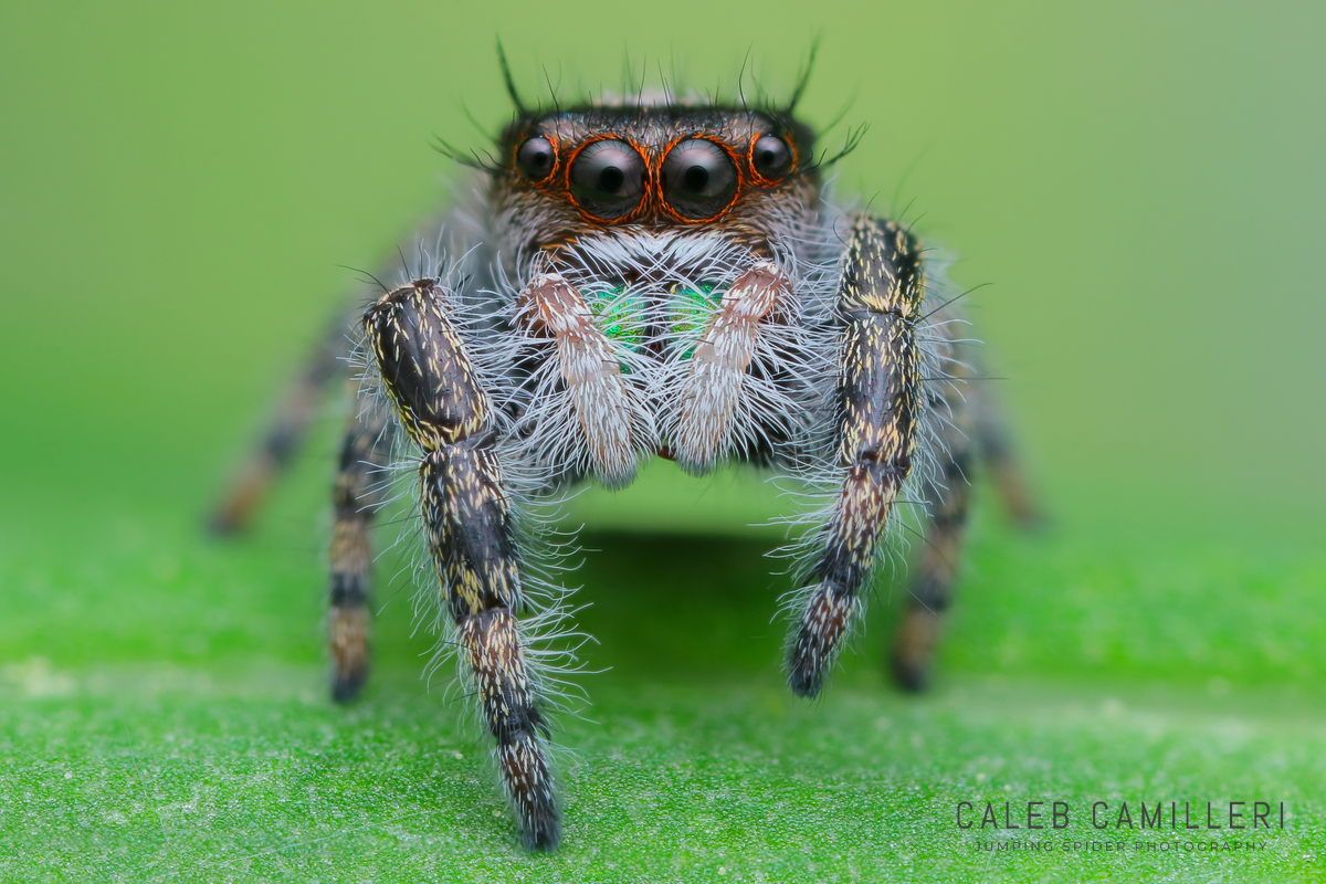 Jumping Spider Photography