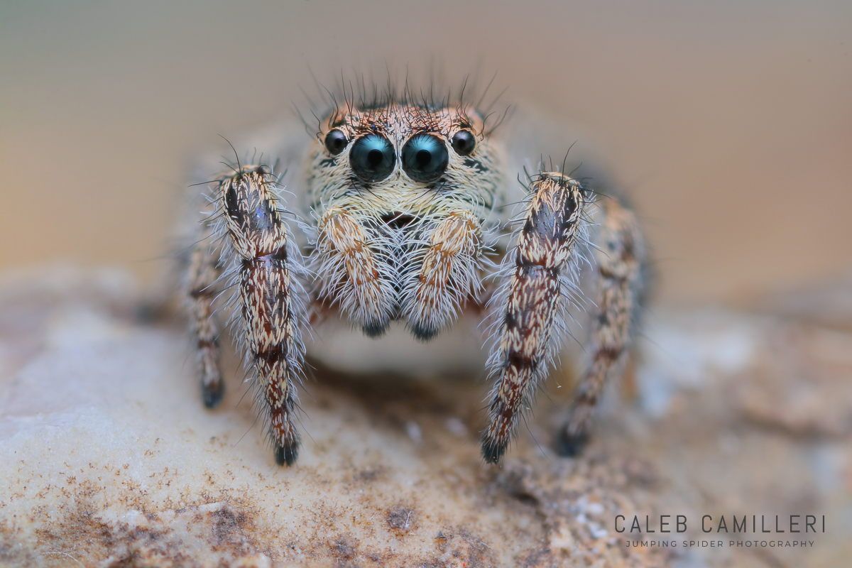 Jumping Spider Photography