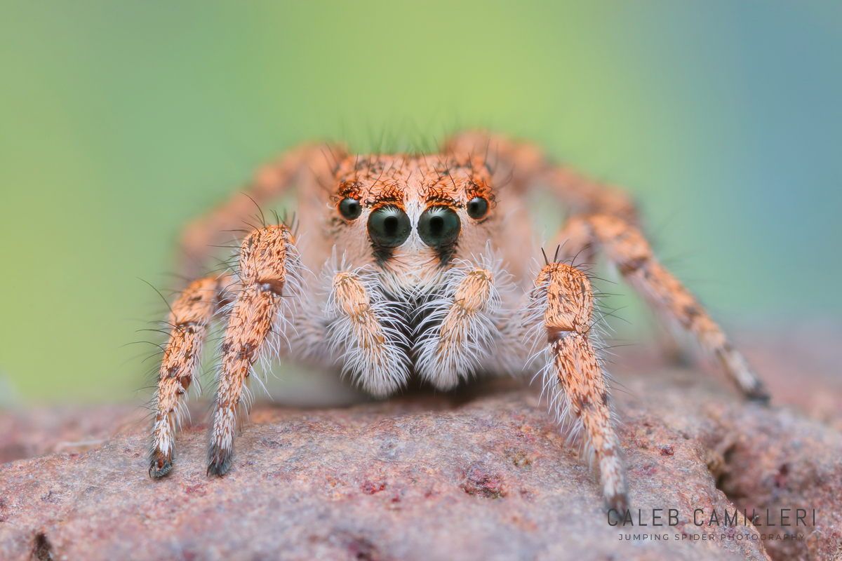 Jumping Spider Photography
