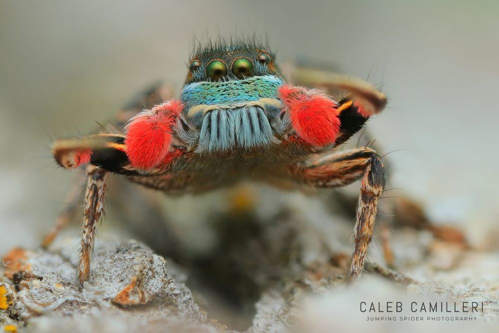 Jumping Spider Photography