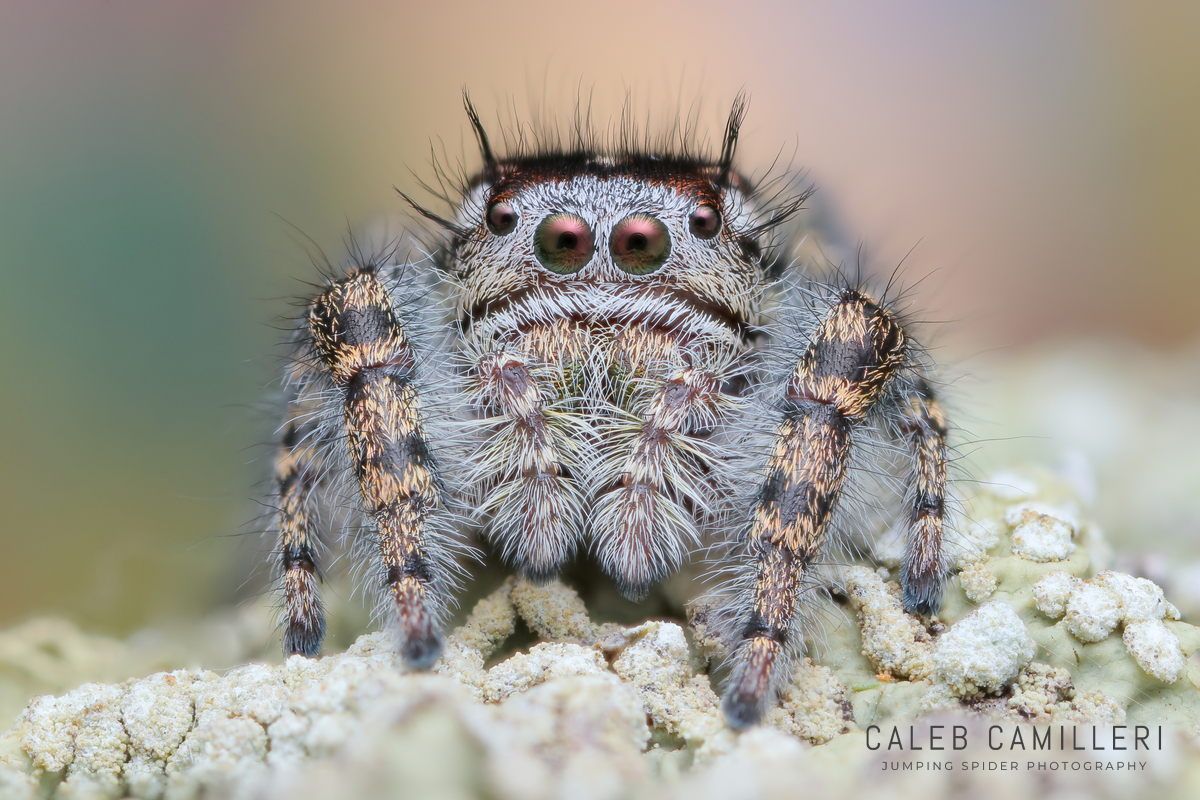 Jumping Spider Photography
