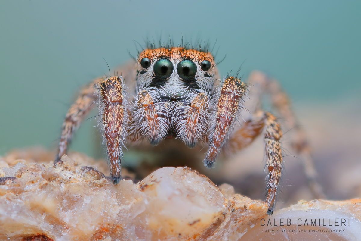 Jumping Spider Photography