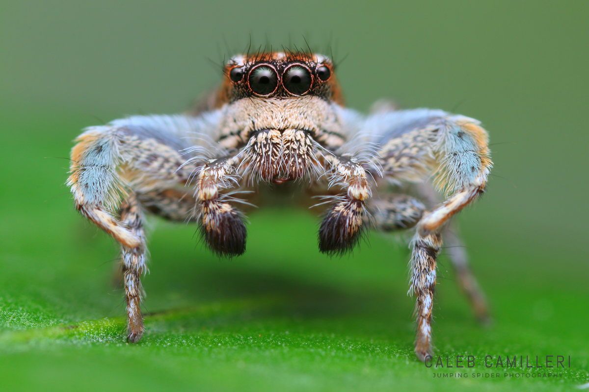 Jumping Spider Photography