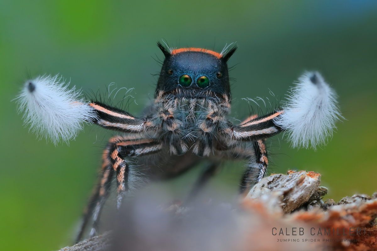 Jumping Spider Photography