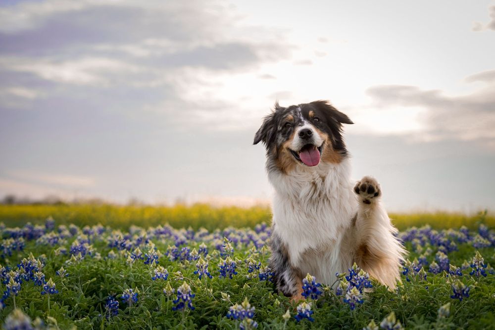Best Poses For Dog Photos - Lens and Leash Photography