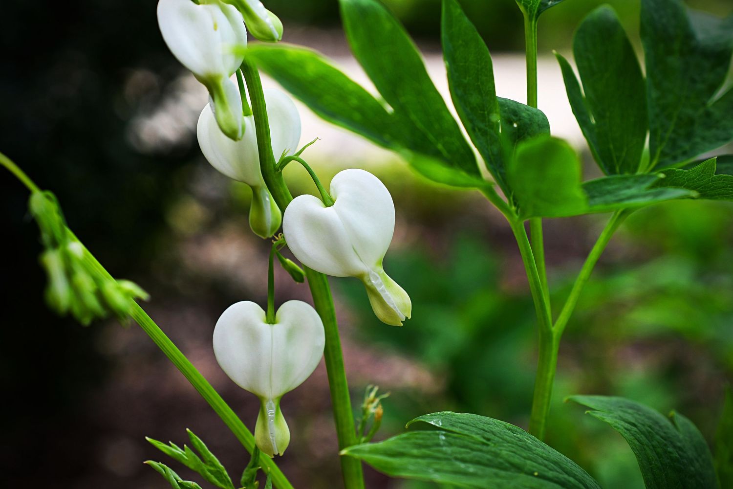 Photograp.her - Heart - Lauren Overton Photography