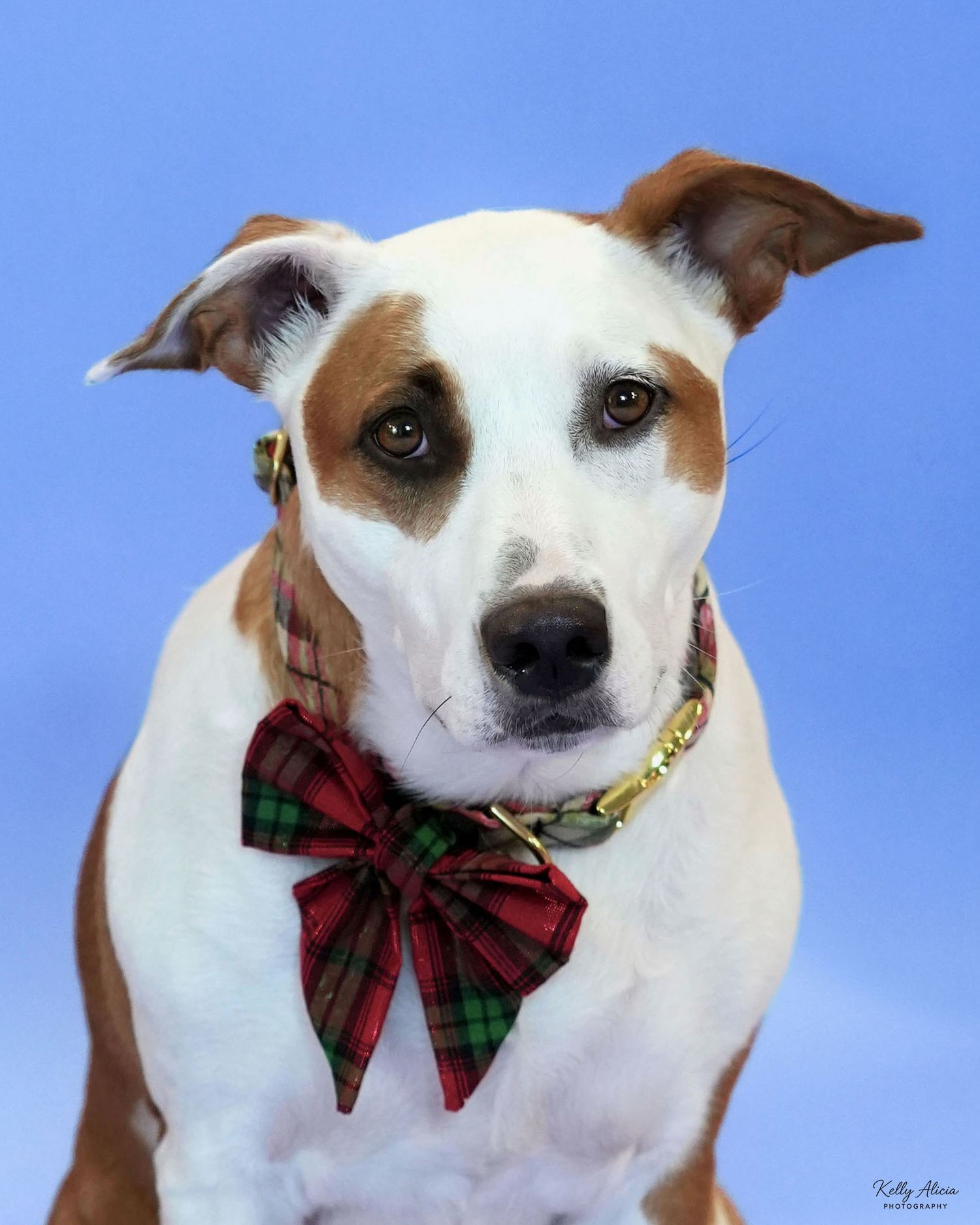 Pet Portrait Gallery in Orange County, CA - Kelly Alicia Photography ...
