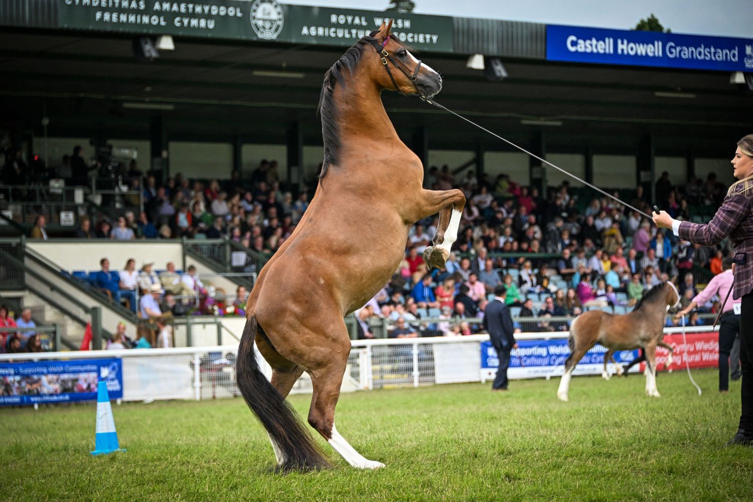EquinePix: Welsh Pony & Cob Photography