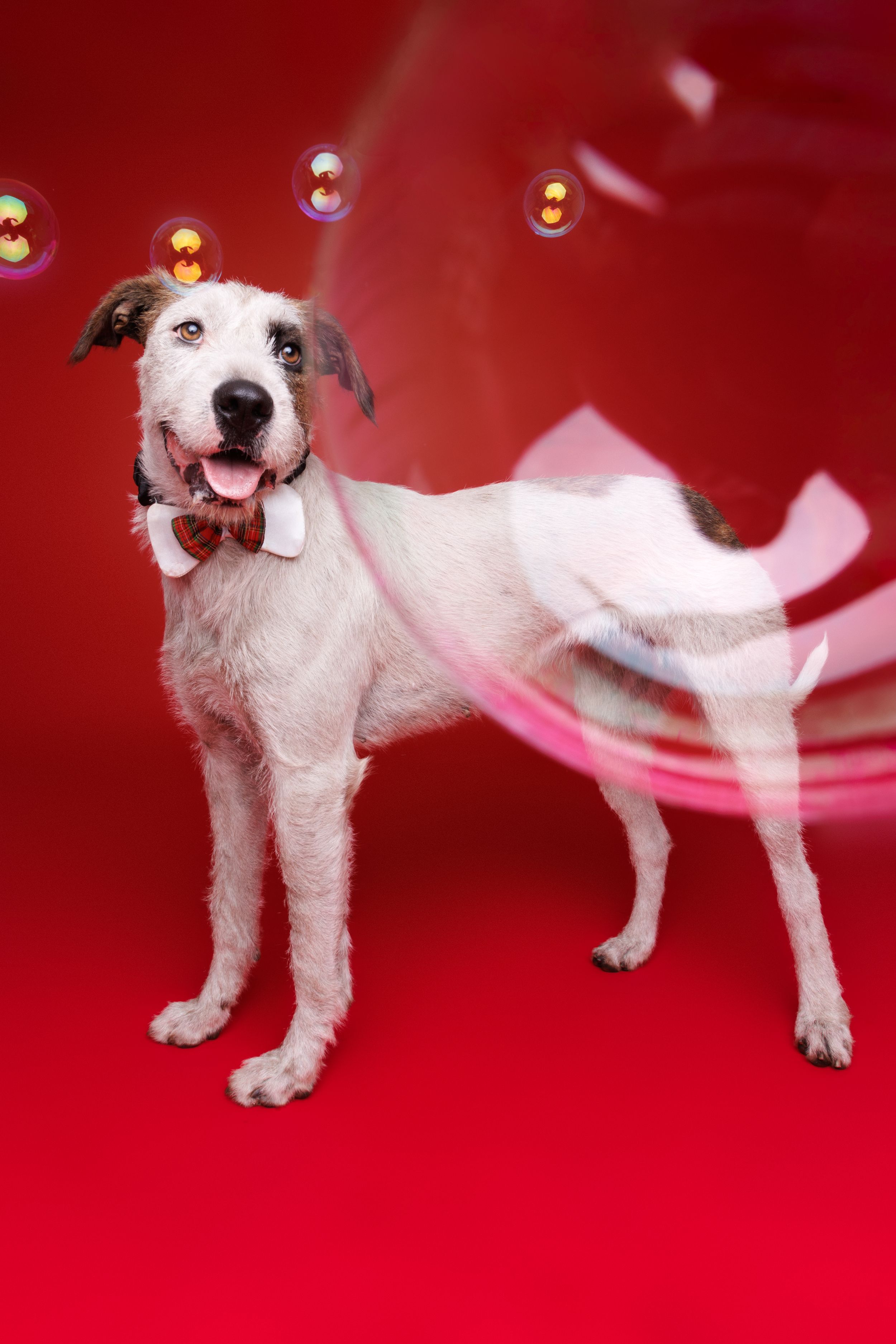 Perth dog photographer